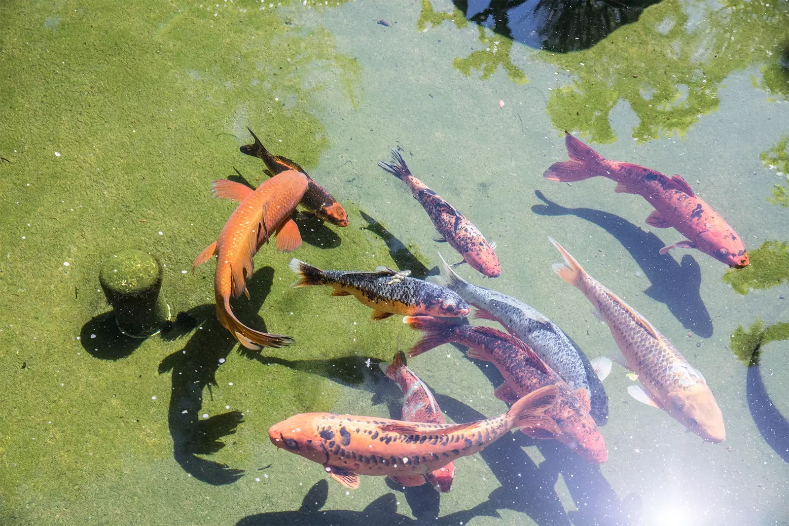 Koi fisk