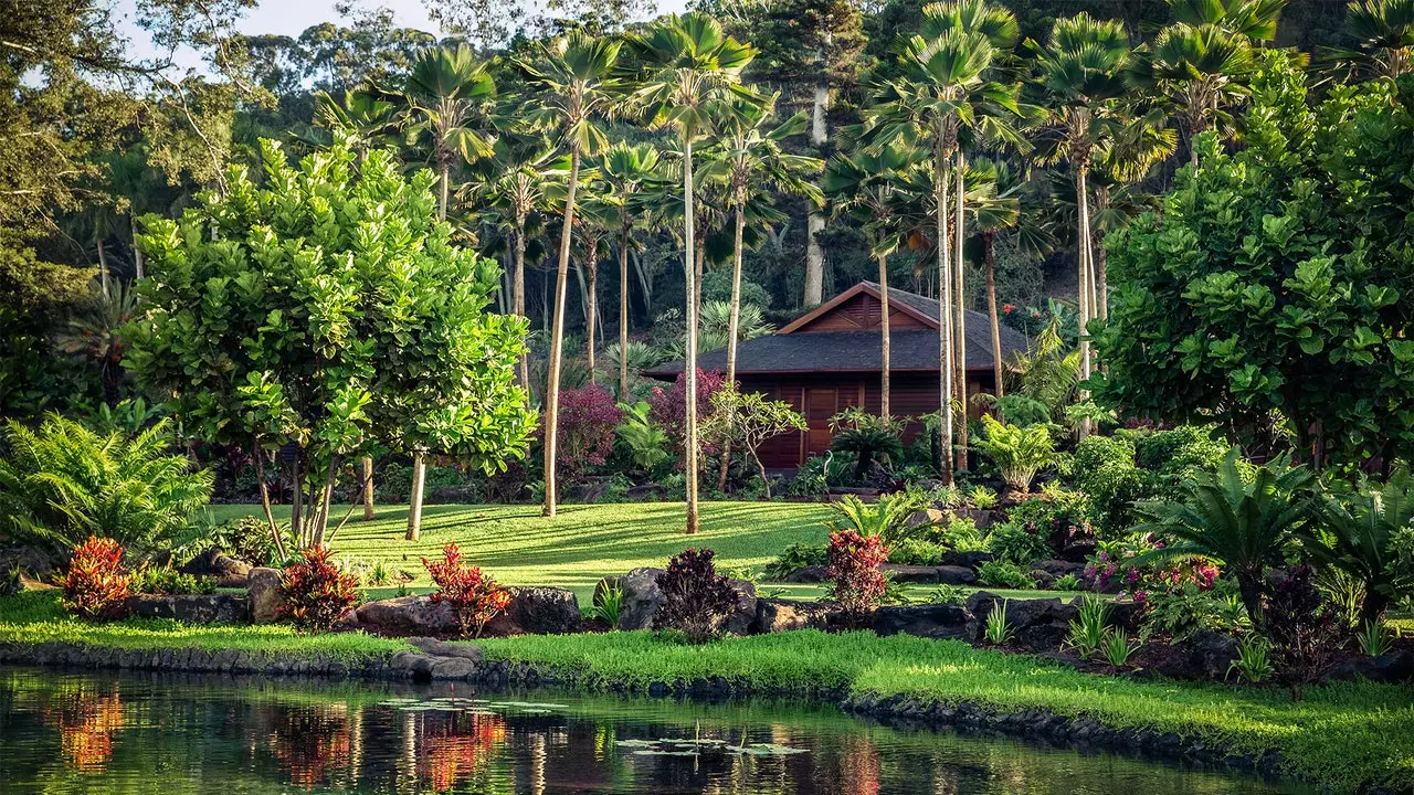 Karibu kwenye Lotus Nyeupe halisi