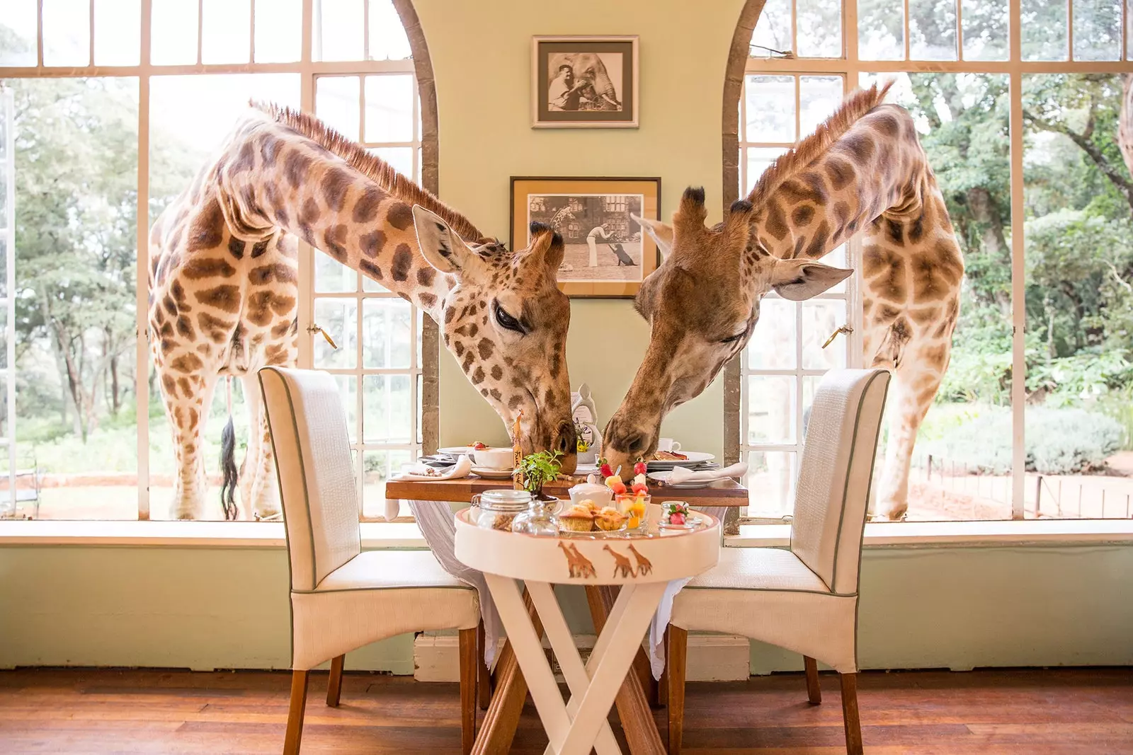 I-Louisa PB Giraffe Manor