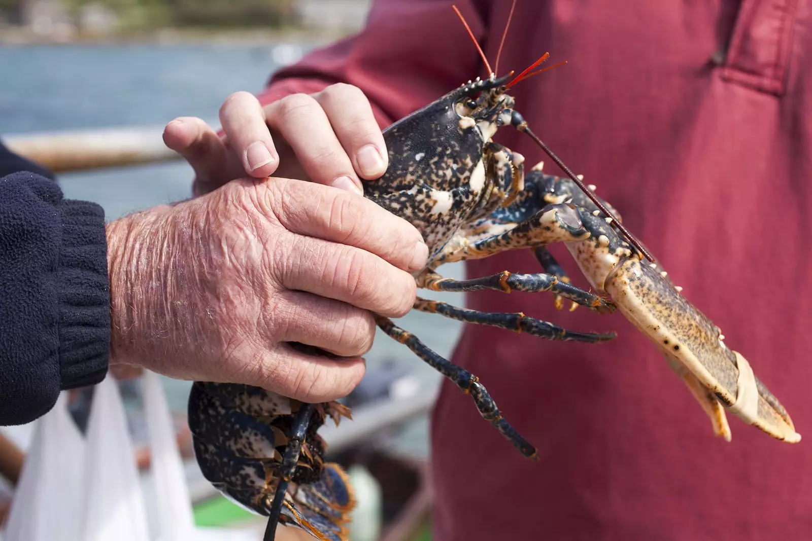 Lobster ikoko ni Tresco Island