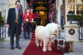 Teddy the Shetland ມາທີ່ສວນ Goring ຢ້ຽມຢາມ Teddy the Shetland pony ໃນສວນຢູ່ທີ່ The Goring. Teddy ຈະ ...