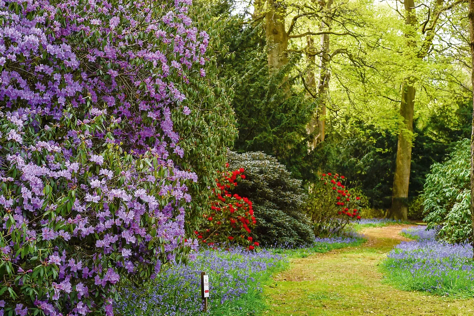 Un chemin à travers les rhododendrons