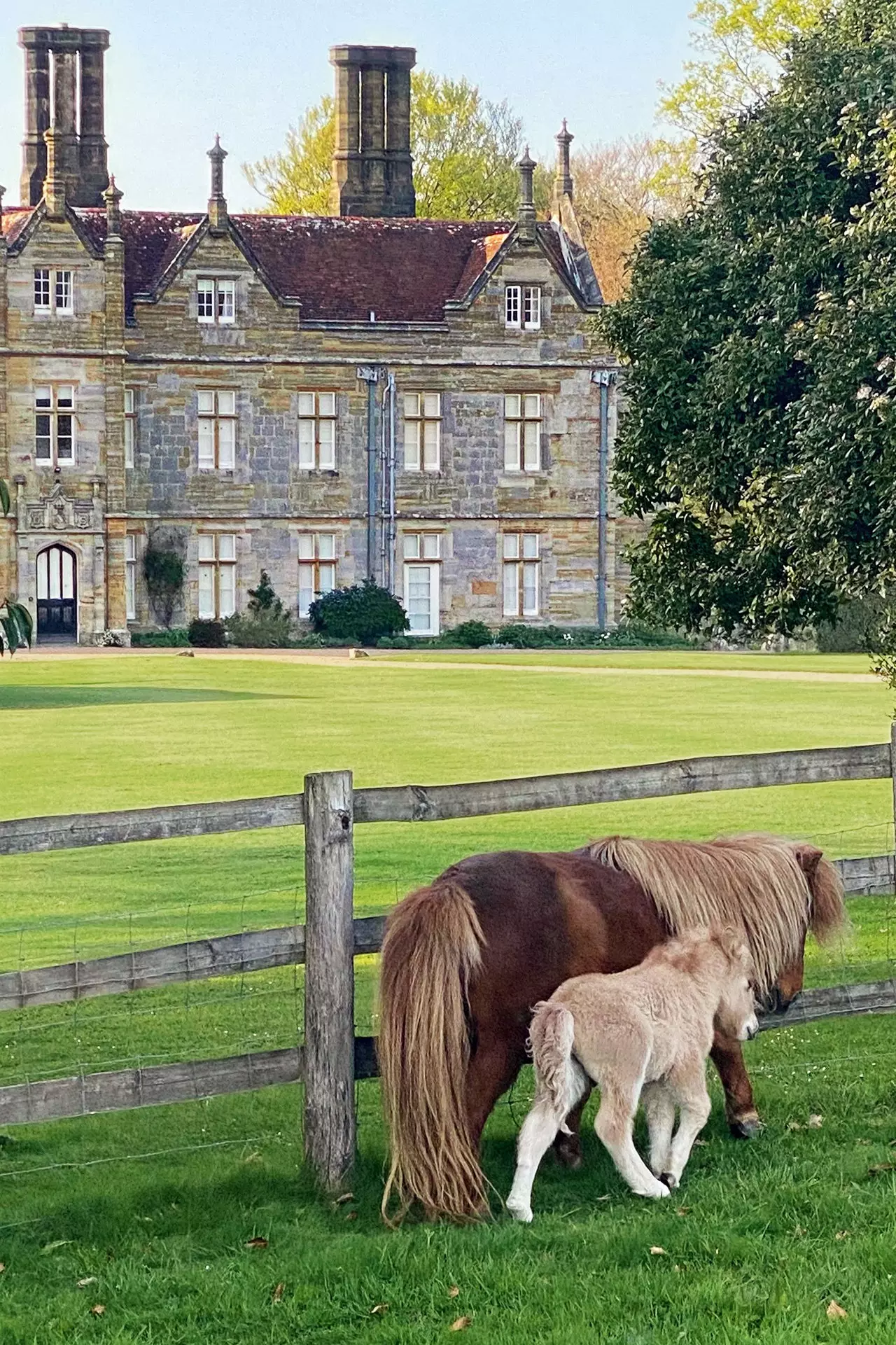 Shetlandsponyerne i Buckhurst Park