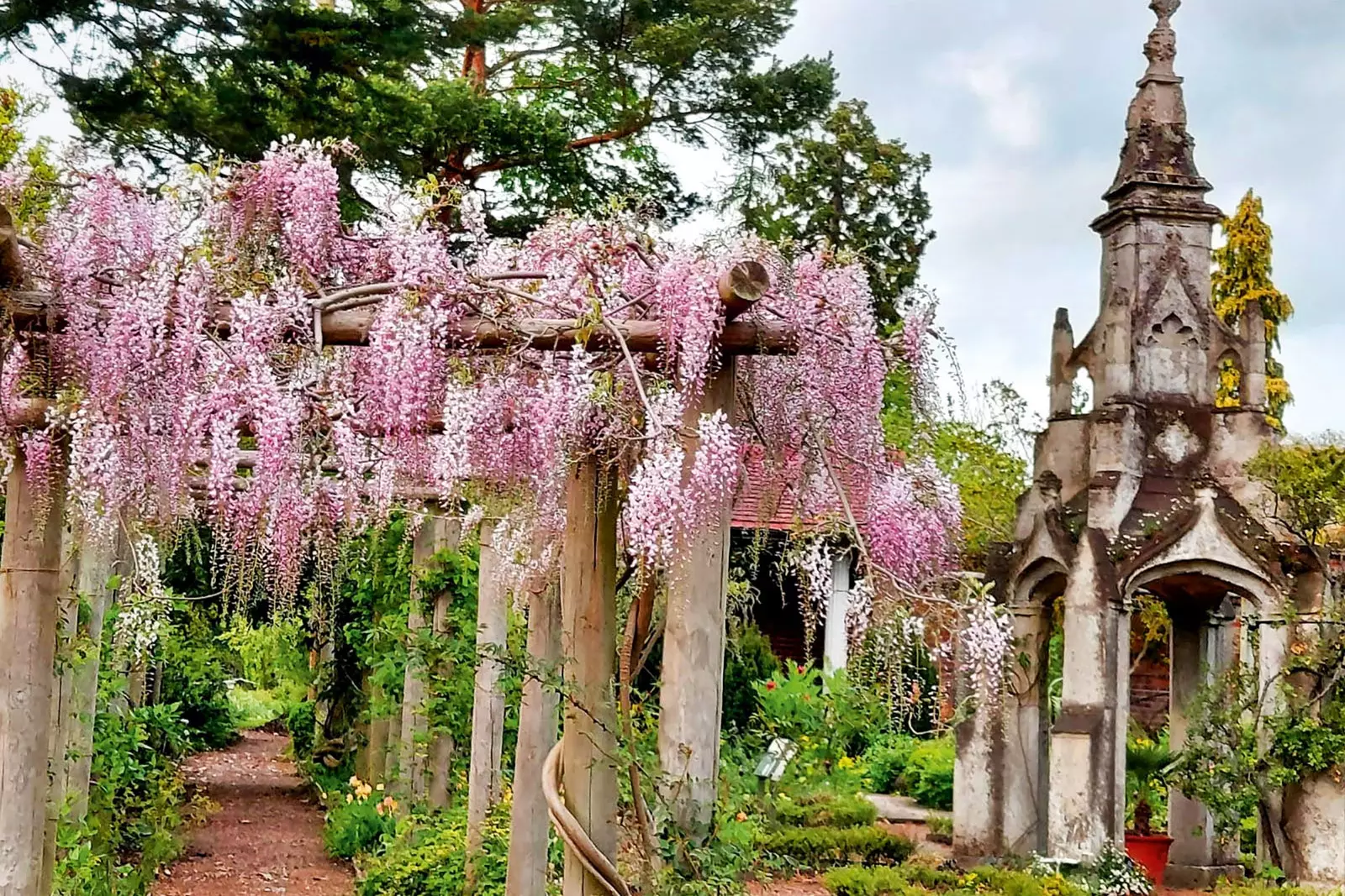 Wisteria cobreix una pèrgola al costat de l'antiga creu del mercat d'Enfield