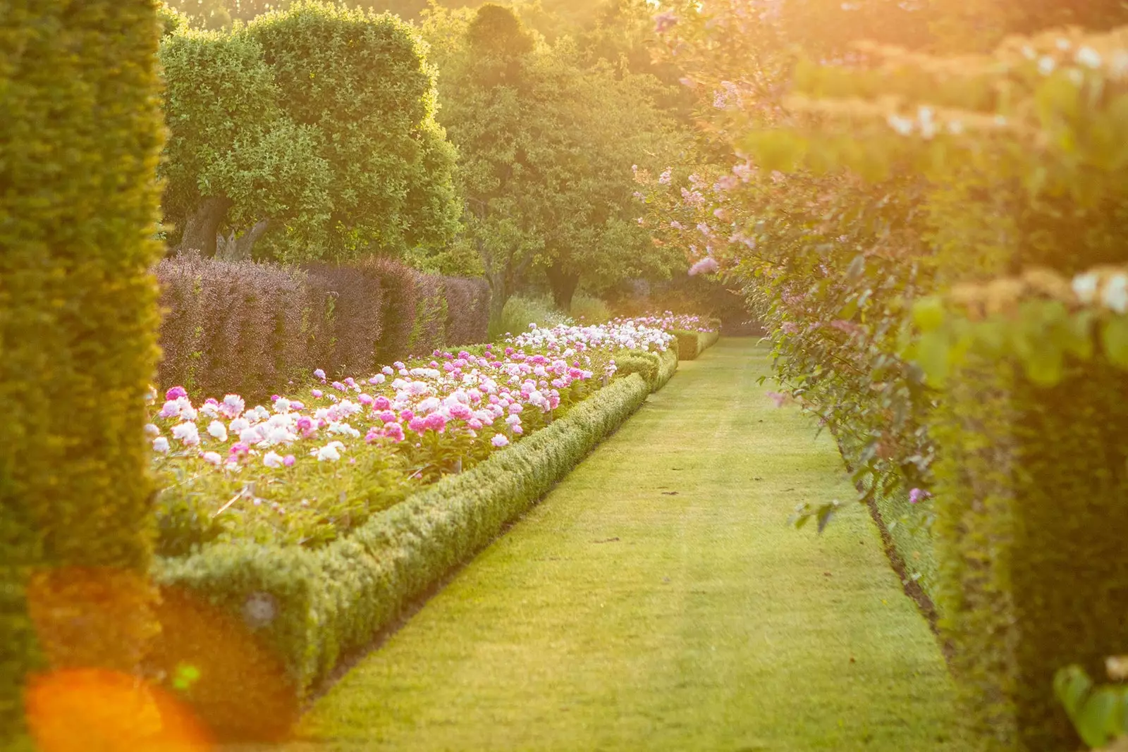 Peony Border fanget når daggry bryter