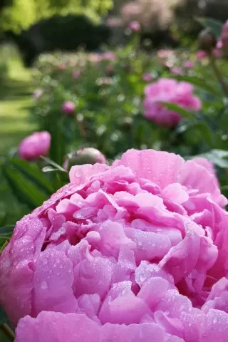 Den 100 meter lange Peony Border, da dens blomster begynder at blomstre