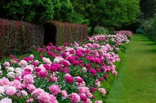 Peony Border 100 เมตรประกอบด้วยดอกโบตั๋น Monsieur Jules Elie Lady Alexander Duff Albert Crousee สี่สายพันธุ์ ...