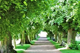 The Lime Walk jalan yang dinaungi Pohon Jeruk yang mengarah ke rumah utama