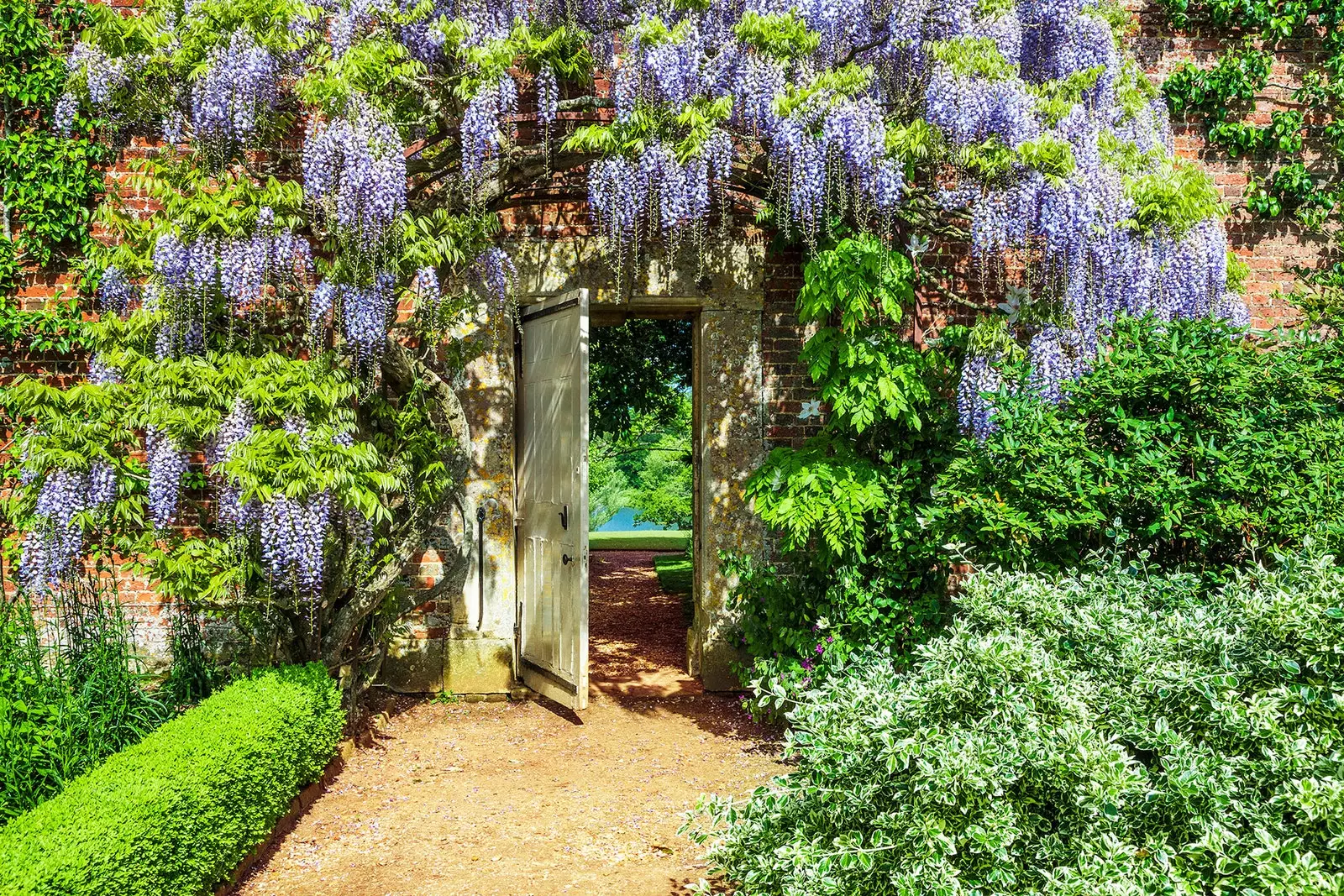 Pintu masuk Wisteriaclad ke taman pribadi bertembok