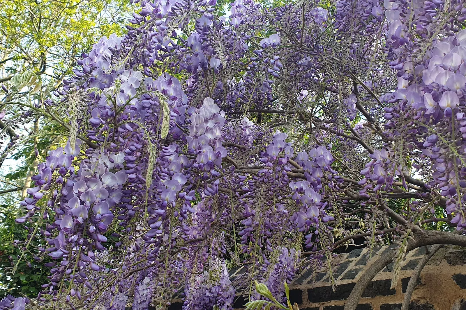 Wisterias er lige begyndt at blænde