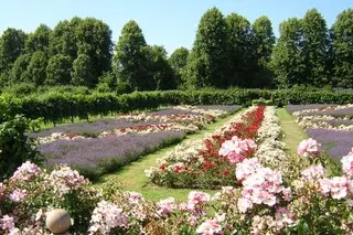 Ang Flag Garden nga nakuha gikan sa bungdo nga puno sa mga Rosas ug Lavender sa porma sa Union Jack