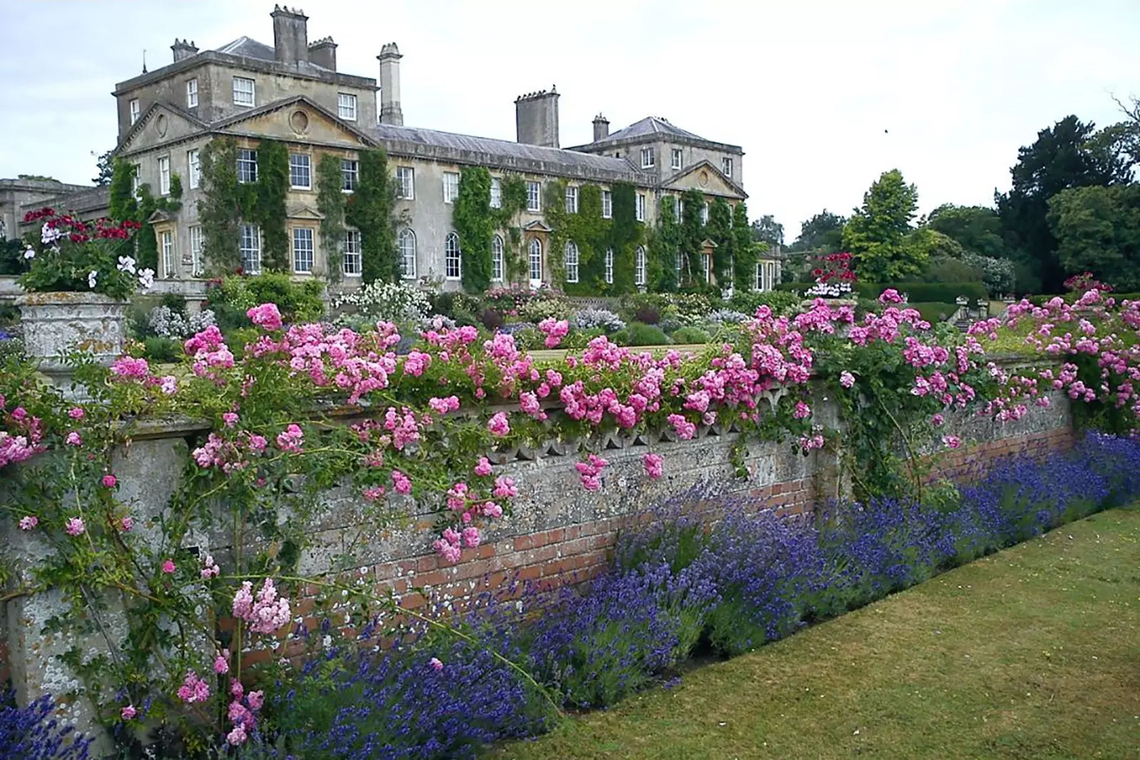 Bowood House East terrace miaraka amin'ny Rosa American Pillar sy lavender Hidcote