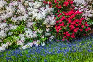 Veduti tal-ġnien tal-boskijiet ta '30 acre li fih kollezzjoni kbira ta' Rhododendrons ibridi bikrija mħawla għall-ewwel darba fl-1874...