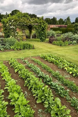 Ny Vegetable Quarter miaraka amin'ny spinach chard isan-karazany lettuces rocket sy artichokes.