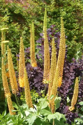 Erumurus 'Cleopatra pẹlu Cotinus 'Royal Purple' ni aala Gbona