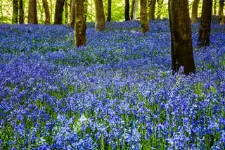 Bluebells amin'ny hazo beech ao amin'ny zaridaina ala amin'ny faran'ny Aprily