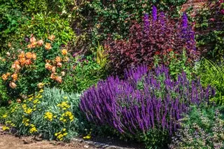 Salvia ‘East Friesland with cotinus ‘Royal Purple отвъд.