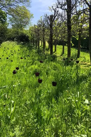 Die Farben dieser Tulpen der Königin der Nacht haben Innenarchitektin Octavia zu ihrem ersten Stoff- und Tapetendebüt inspiriert …