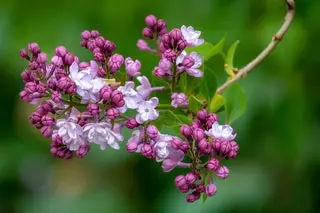 Syringa, uning hidi bahorda bog'da tarqaladi