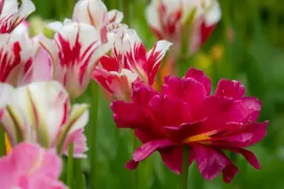 Quelques-uns des milliers de tulipes du jardin d'ornement