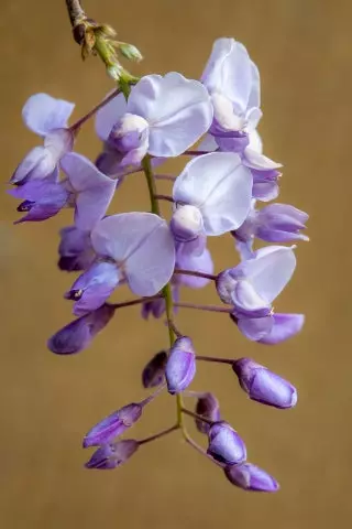 Ang Wisteria nga bulak sa duol