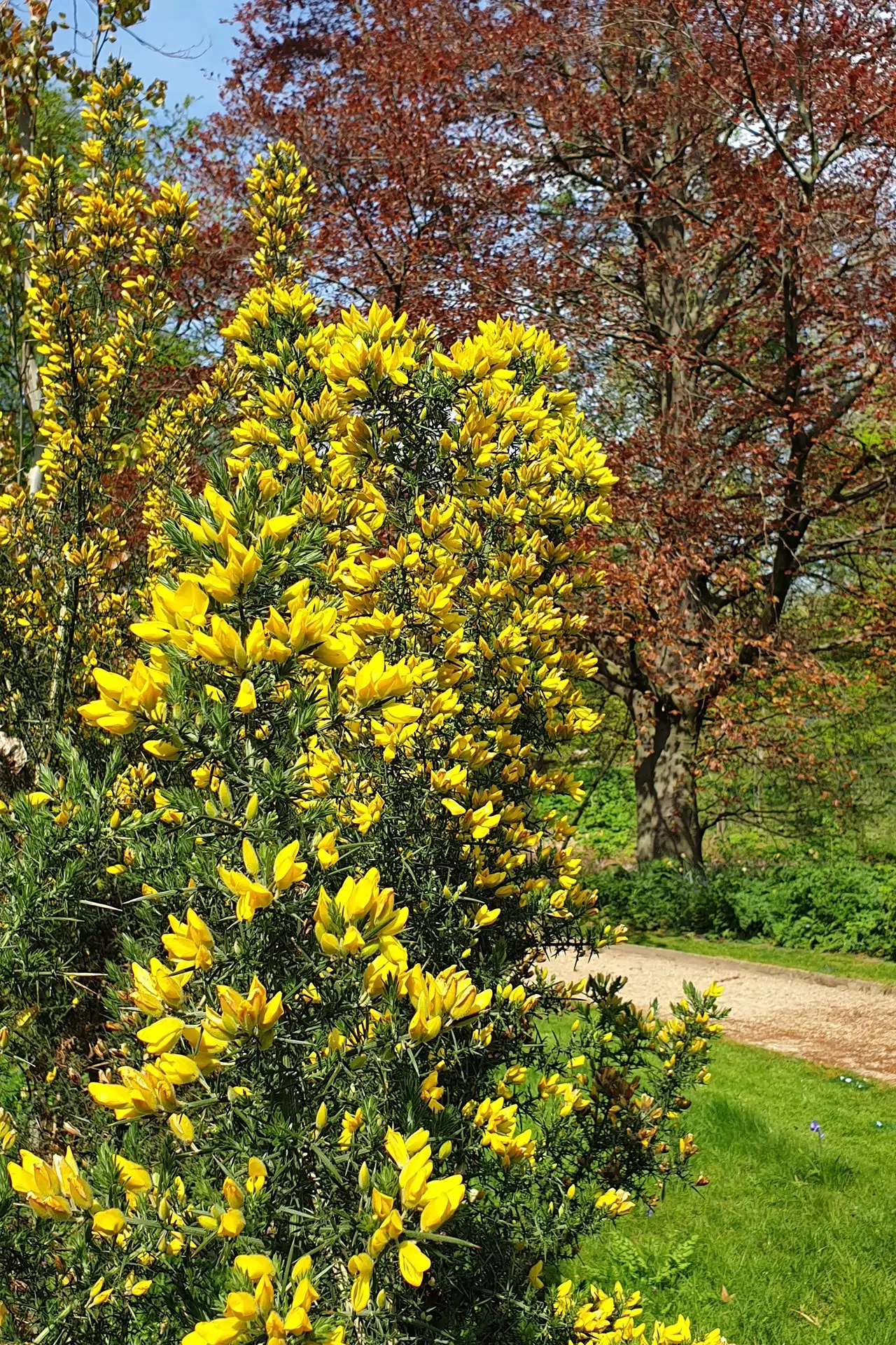 Ce merveilleux spécimen d'ajonc a germé à partir de graines dans un sol importé