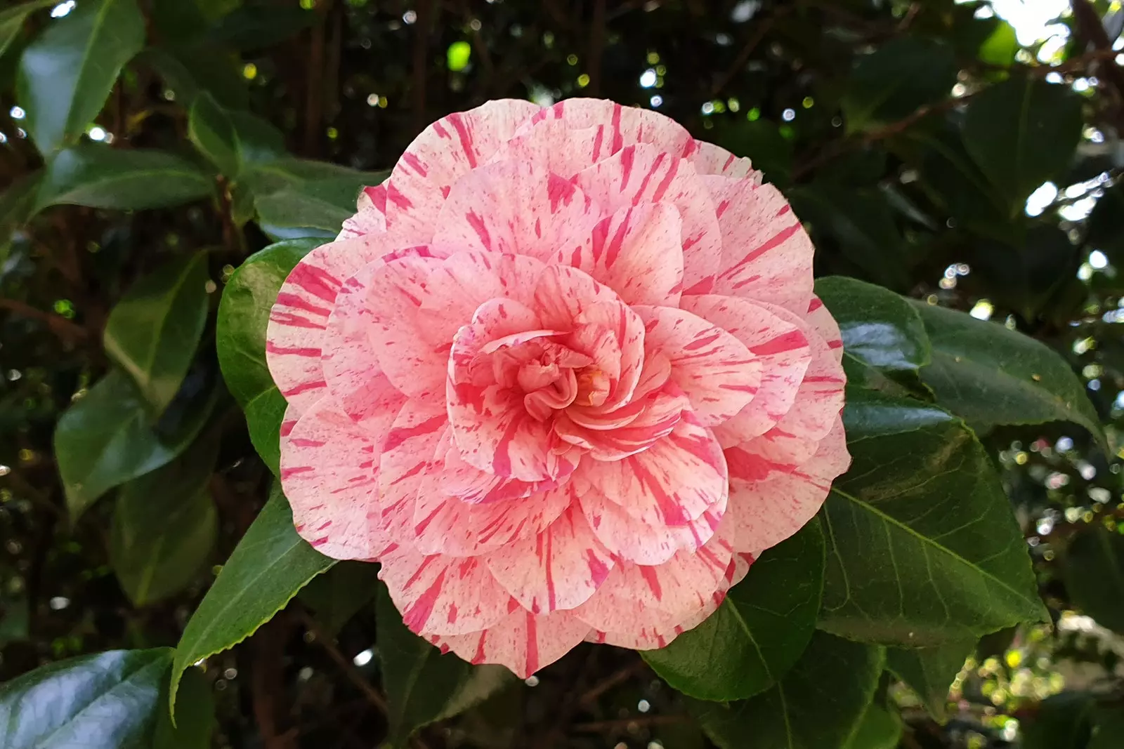 A camelia speckled