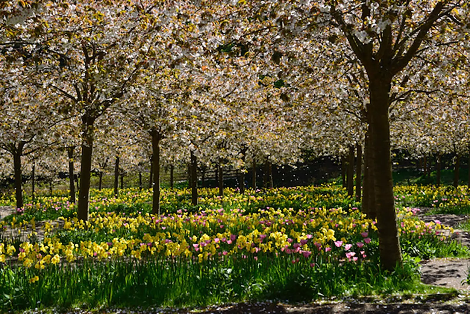 Prunus Taihaku en pleine floraison sous-planté avec des milliers de bulbes de printemps