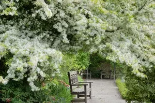 Malus 'Butterball floració al maig seguida de milers de pomes de cranc groc