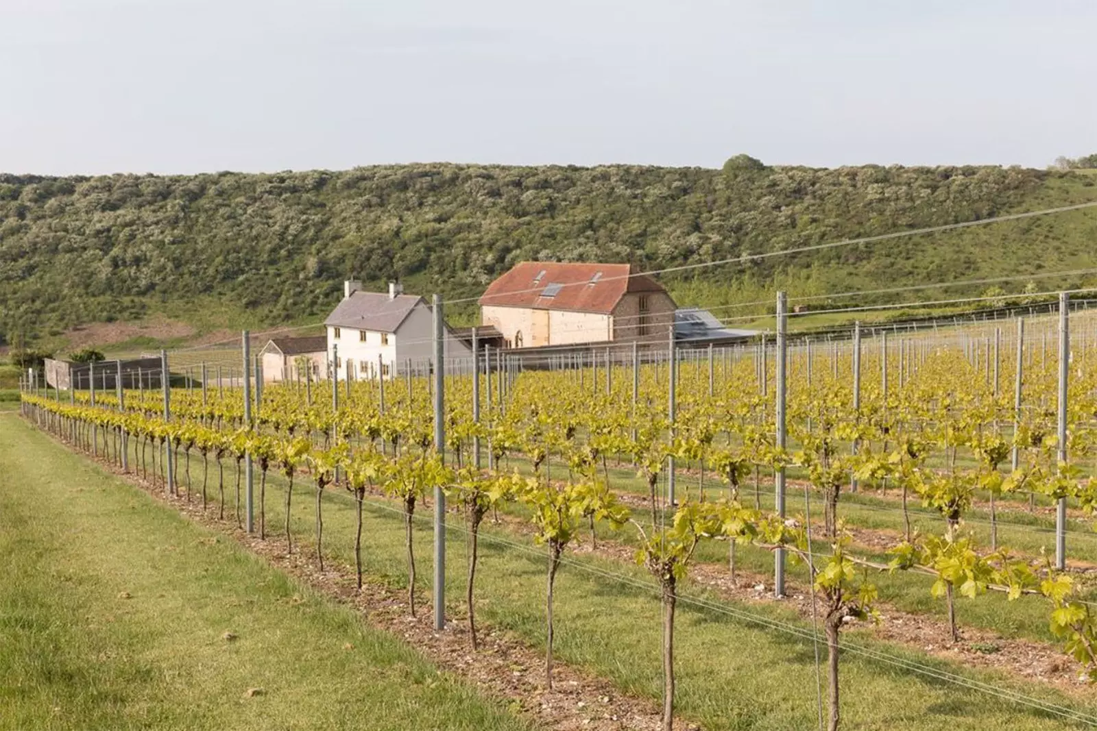 Sussex Vineyard Rathfinny Estate a