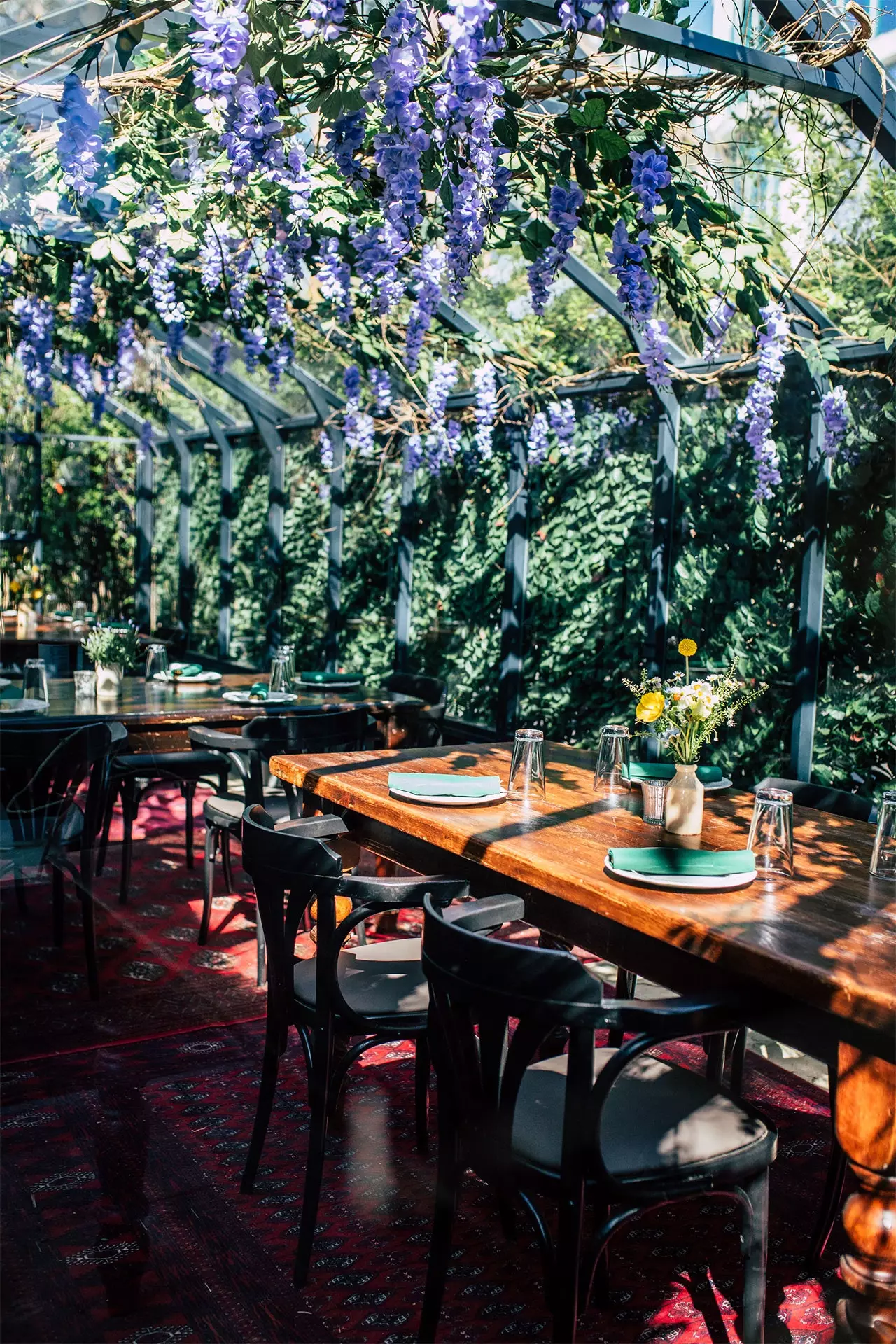 Wisteria visí nad stolmi v skleníku