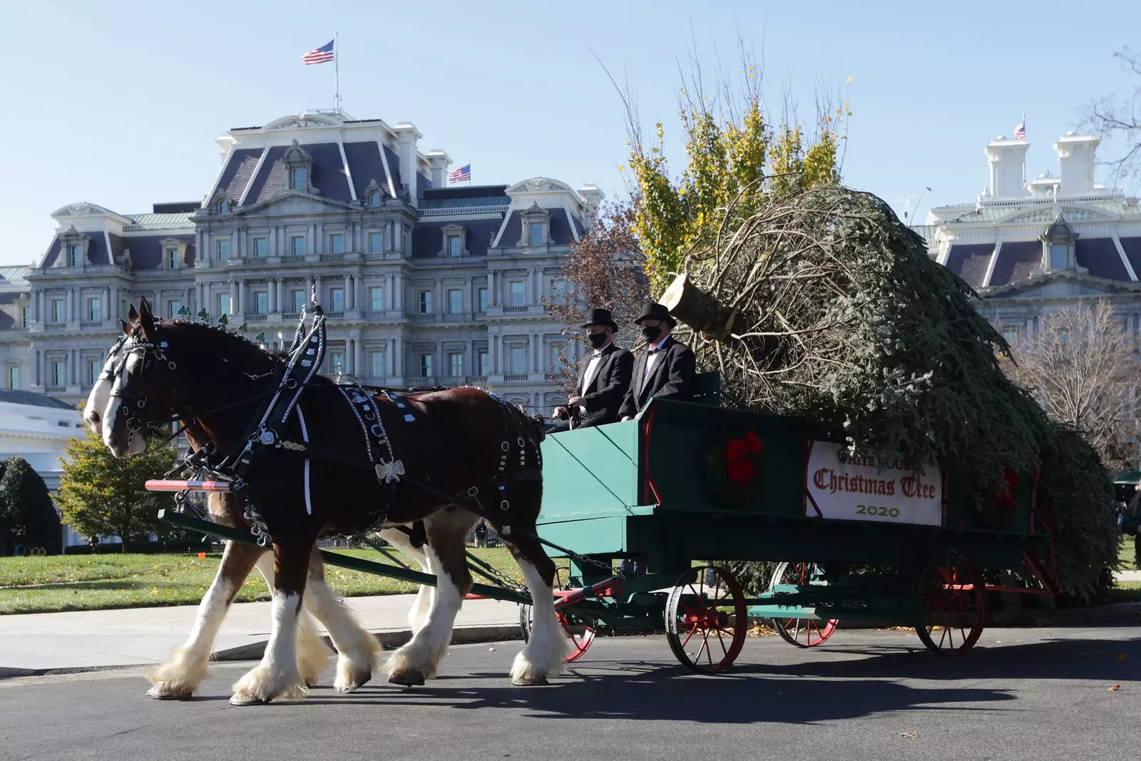 Jaran Clydesdale nggawa Fraser Fir ing gerbong menyang Gedung Putih