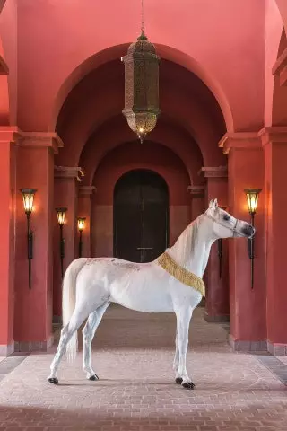 Um cavalo árabe puro-sangue nos estábulos desenhados por Jacques Garcia na coudelaria do hotel Selman