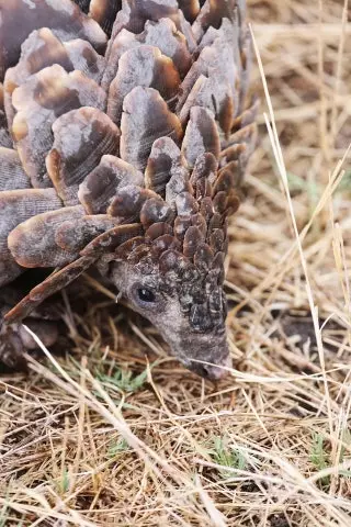 Pangolin prin