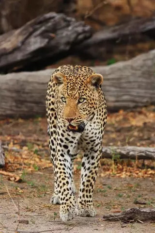 De Sacha Forbes entdeckt datt et Safari sou gutt ass op enger Wildlife Abenteuer zu Botswana 3188_16