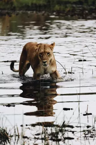 Sacha Forbes descobre que é un safari tan bo nunha aventura de vida salvaxe en Botswana 3188_17