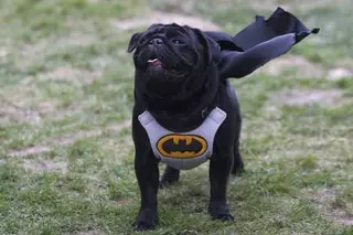 BATPUG