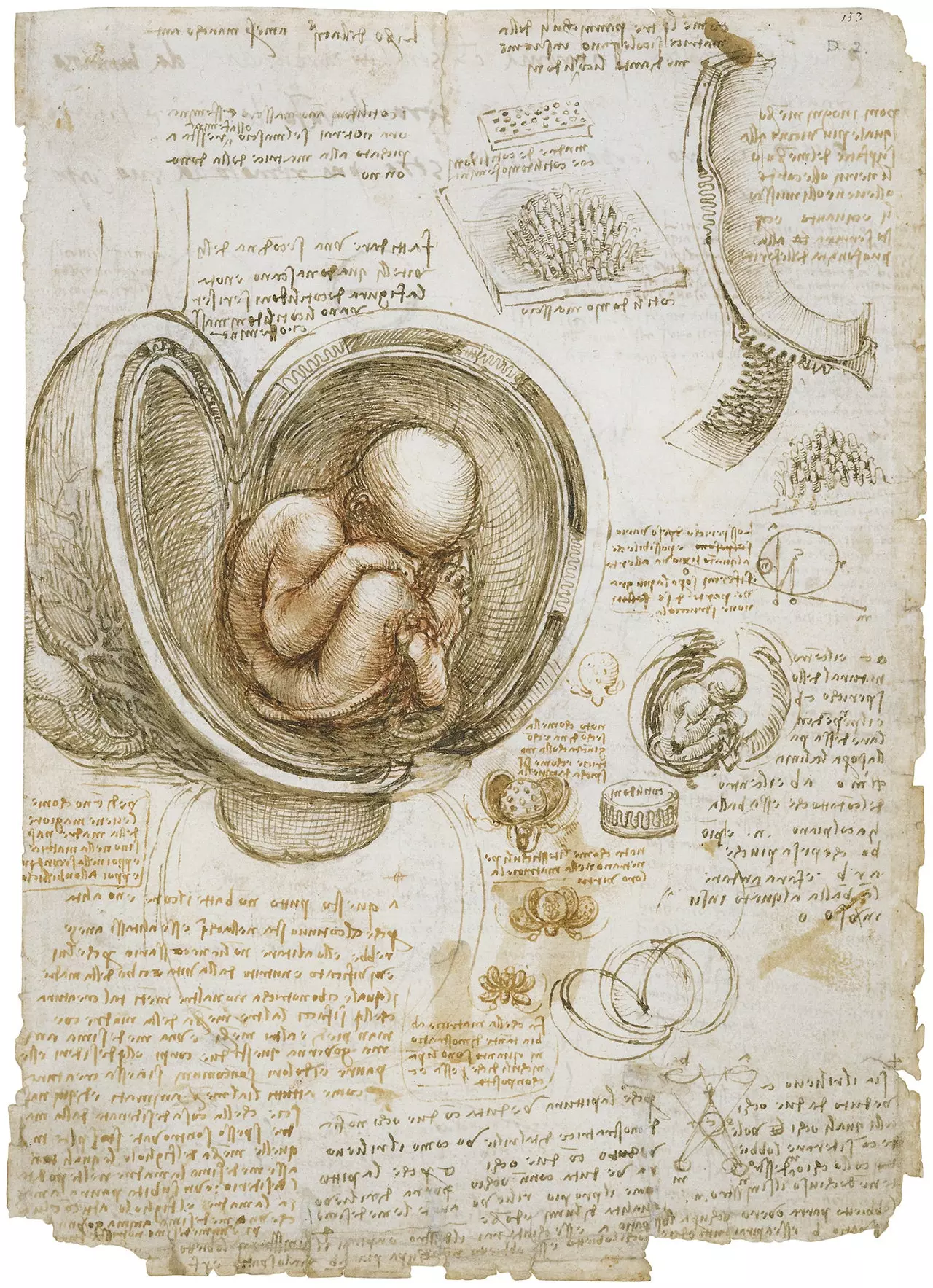 Leonardo da Vinci fétus dina kandungan c.1511