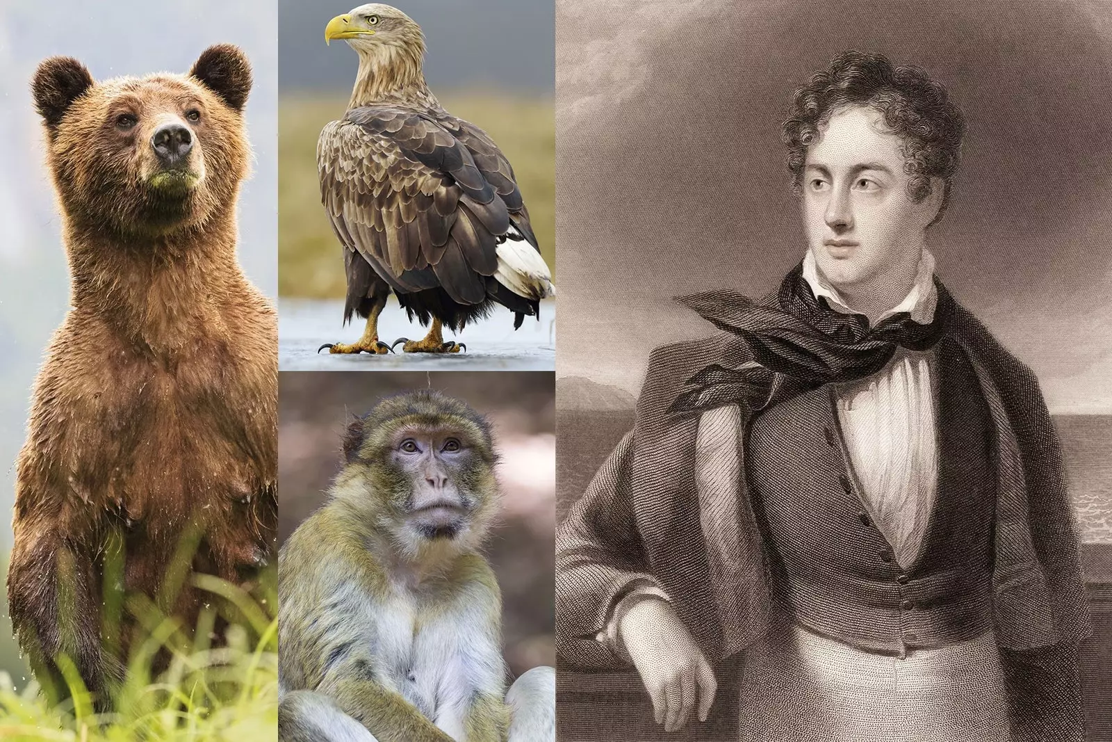 Posh maskotak animalia dotoreen historia errege maskota bitxiak errege animalia exotikoak