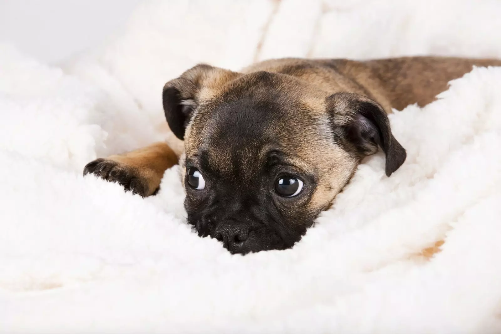 X'jgħid il-pet tiegħek dwarek Bystander Funny Tatler features