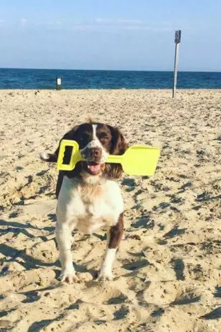 Pêşniyara Dougal Robertss bişopînin û çalakiyên komê yên li peravê pêşniyar bikin, her çend her kes bêje ku ew hewl didin bixwînin