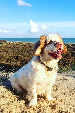 Albert Head ji kumê li Dorset hez nake. Ger kesek bala xwe bikira, wî ê Côte d'Azur pêşniyar bikira