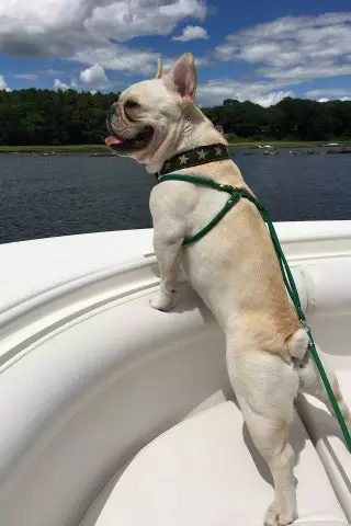 Fa'afeiloa'i tagata uma e auai i le pati yacht a Potato Hammerling i Maine