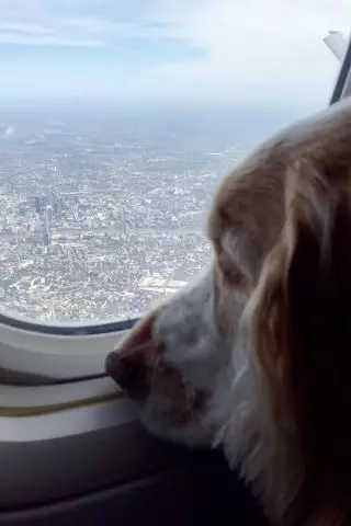 Inu 'Jack Russell' ni inu-didun lati pada si Heathrow ati pe ko padanu awọn ọmọbirin seminaked lori eti okun ni GBOGBO.