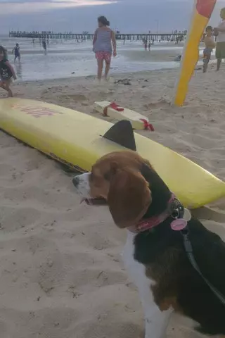 Ruby Rod ໄດ້ເຮັດວຽກເປັນຄູສອນ surfinginstructor ໃນລະດູຮ້ອນໃນ Victoria Australia