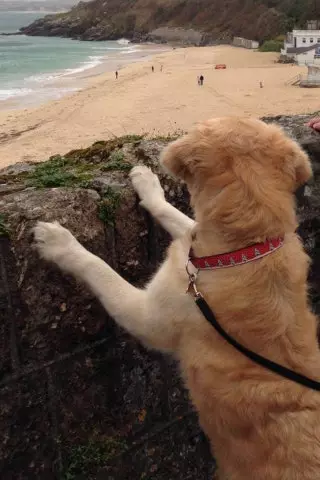 Ua fai si fefe o Wilson Dobinson i le gogolo o le gataifale o Cornish