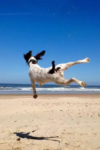 Ua lagona e Breeze Williams lana aso malolo i Holkham Beach ua na'o le FLYING BY