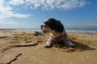 Spinnekop Spranklen pas haar ouers se klere op terwyl hulle van Margate-strand af gaan maerdoop