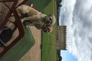 Ua manatu Puffle Renny ma Biscuit della Gherardesca o i laua ia e ona fou le Fale o Chatsworth. E leai se tasi e iai le loto e...