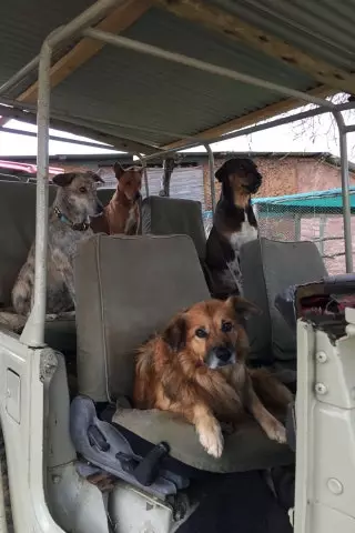 Това трябваше да бъде пътуване за цял живот, луксозно сафари в Кения. Бъстър Борис Пили и Тригер Кери твърдят...